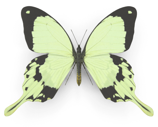 Case Study: Super Insect