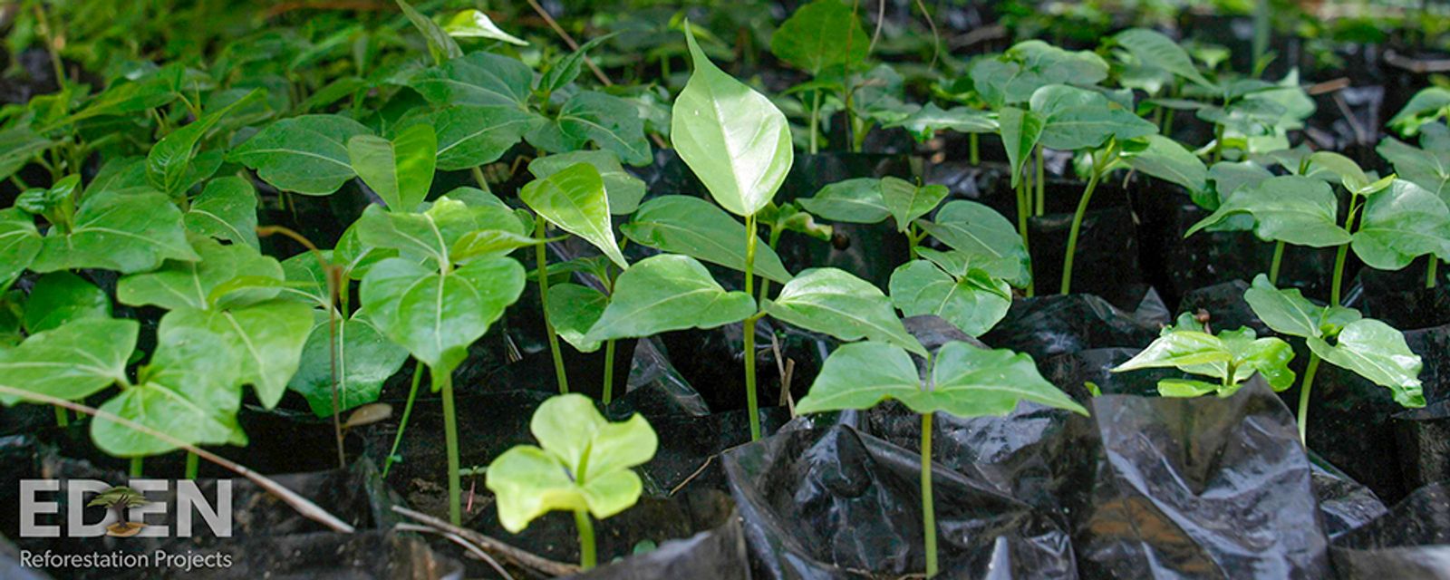 Eden Reforestation Projects partnership: from small acorns... | Zappar Blog