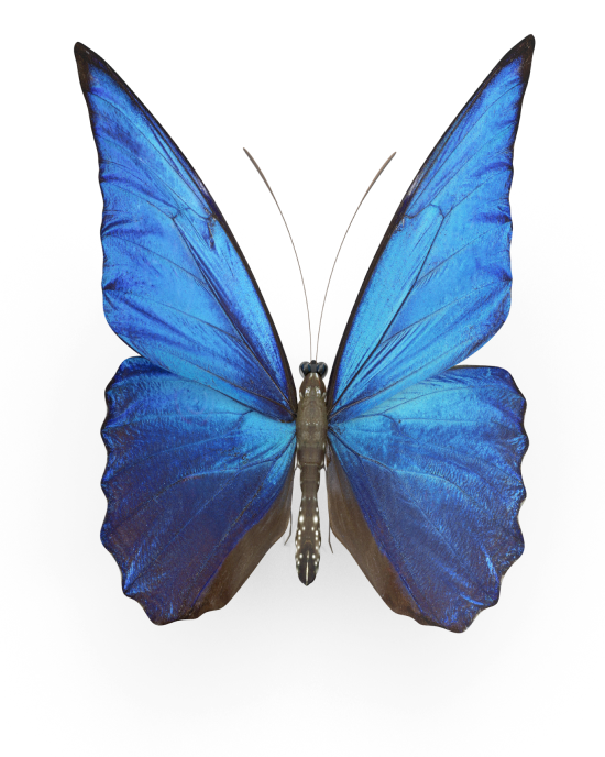 Case Study: Super Insect