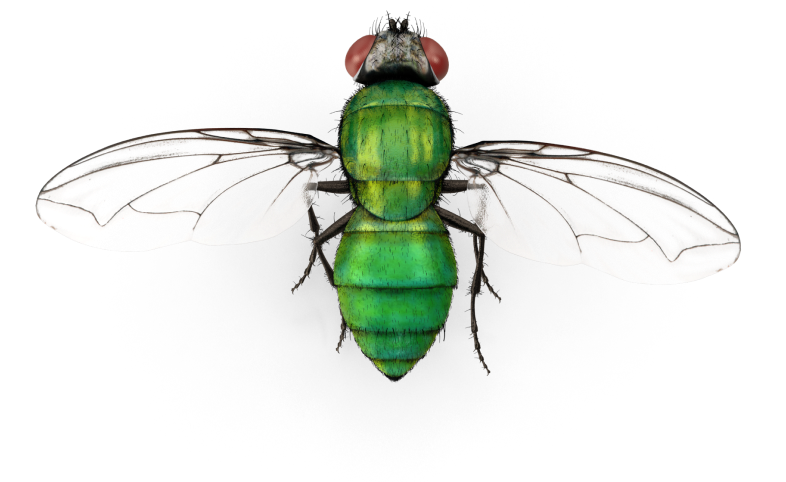 Case Study: Super Insect