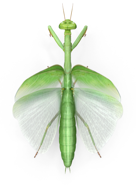 Case Study: Super Insect