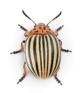 Case Study: Super Insect